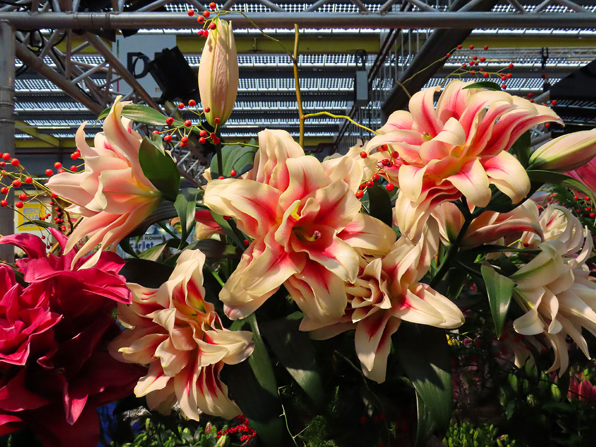 IFTF 2025 - International Floriculture Trade Fair